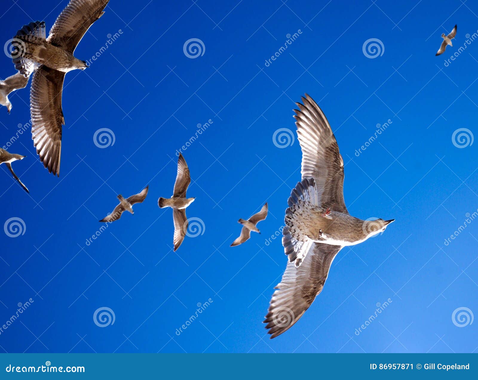 6 Seagulls Hovering Overhead, View Point Directly Underneath Loo Stock ...