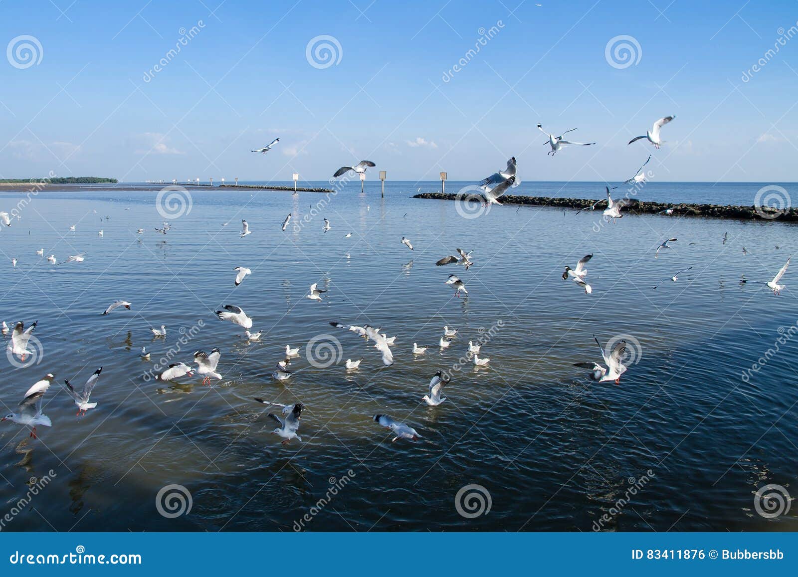 Seagulls Hunt for Small Fish at the Seashore. Stock Photo - Image of ...