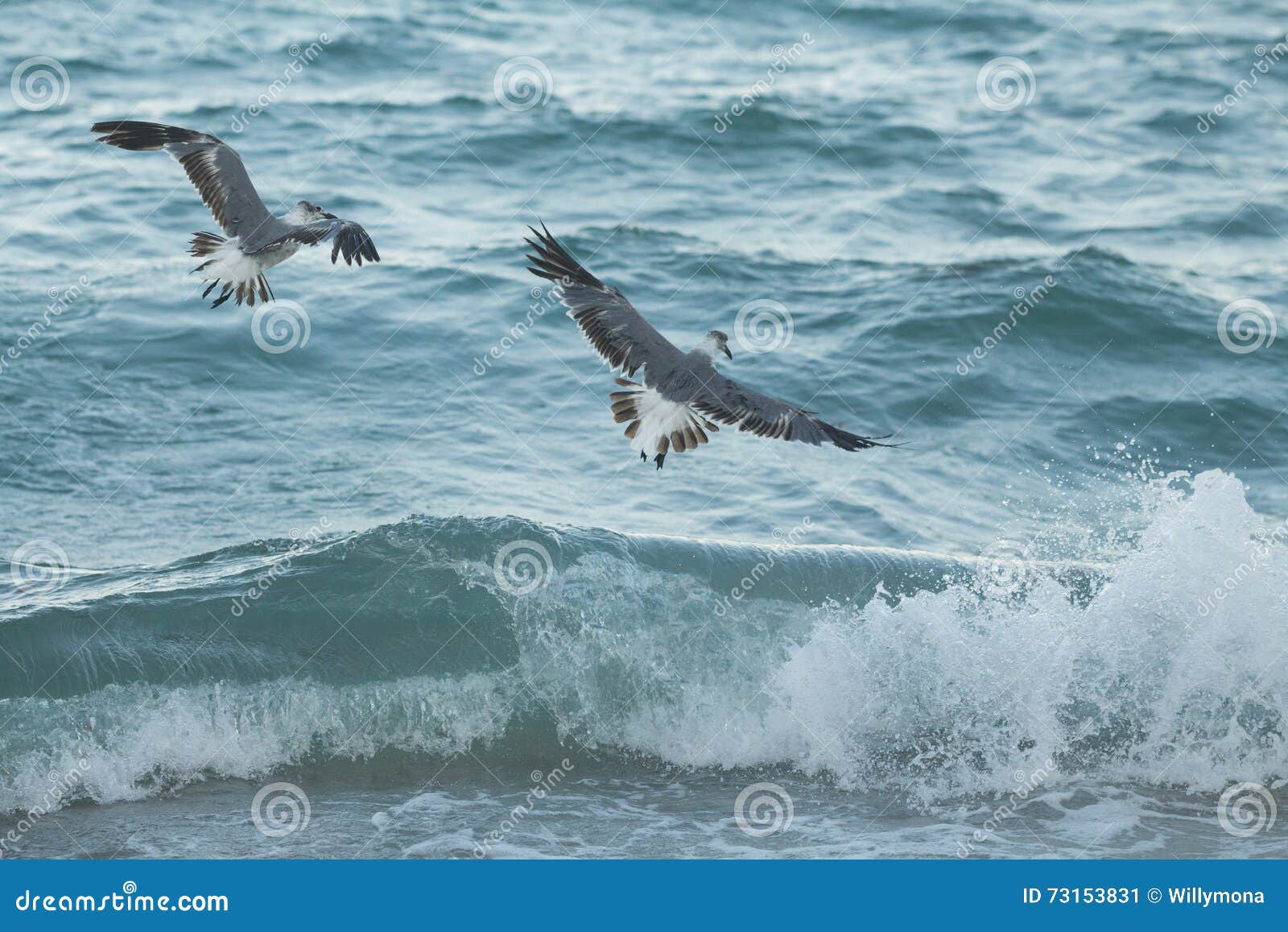 Seagulls hunting stock image. Image of open, fishing - 73153831
