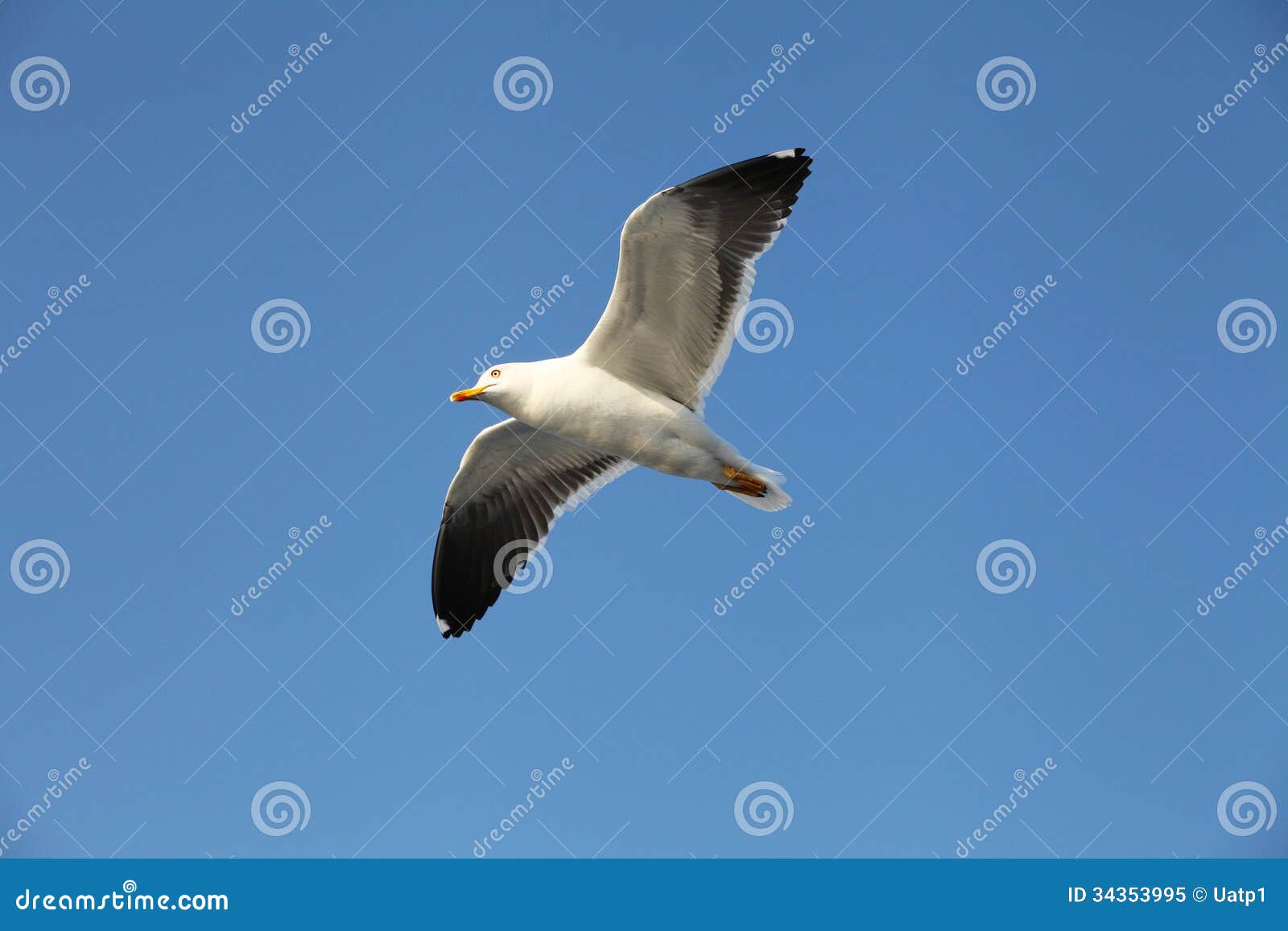 Seagulls stock image. Image of flight, blue, seagull - 34353995