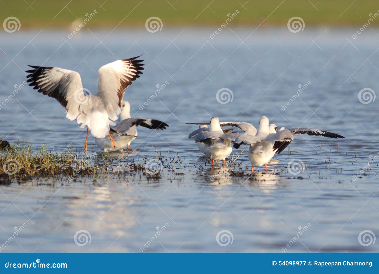 Seagulls on lake stock image. Image of thailand, seagull - 54098977