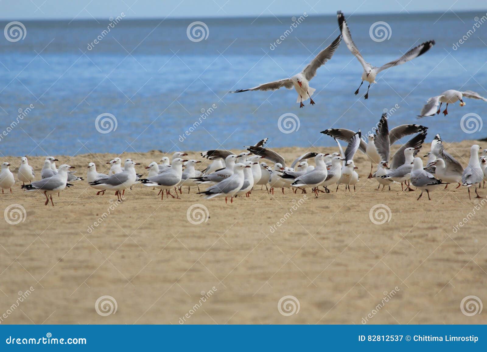 Seagulls stock image. Image of wildlife, flock, ocean - 82812537