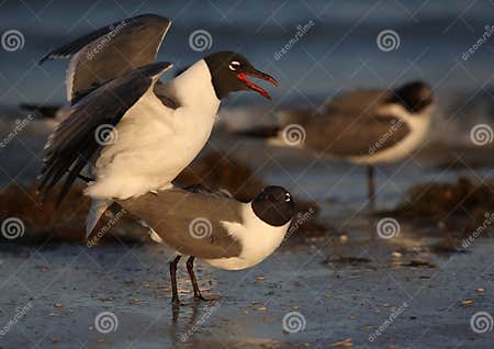 Seagulls Mating stock photo. Image of nature, pair, bird - 10119286