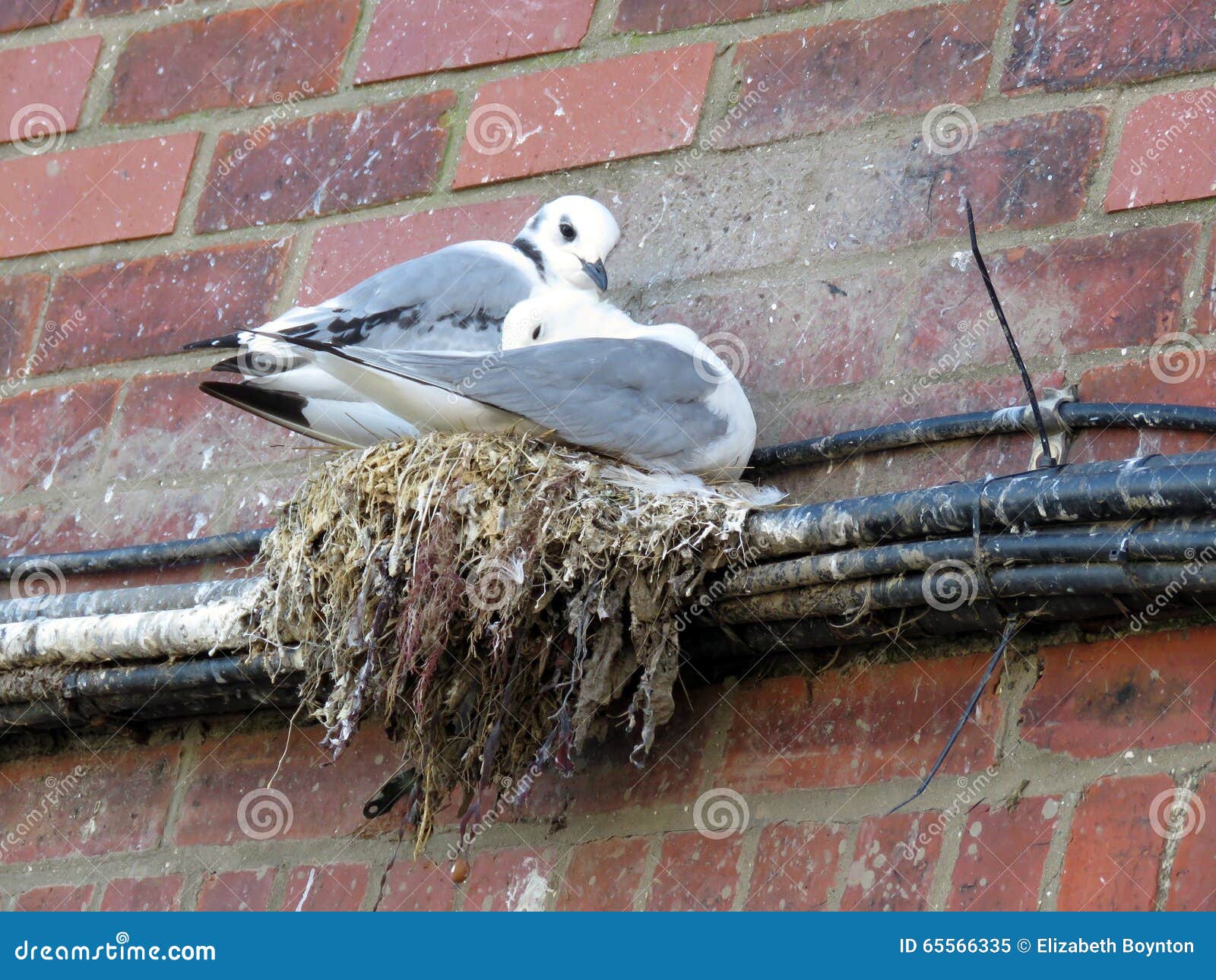 Seagulls Nesting at Scarborough Harbour Stock Image - Image of nesting ...
