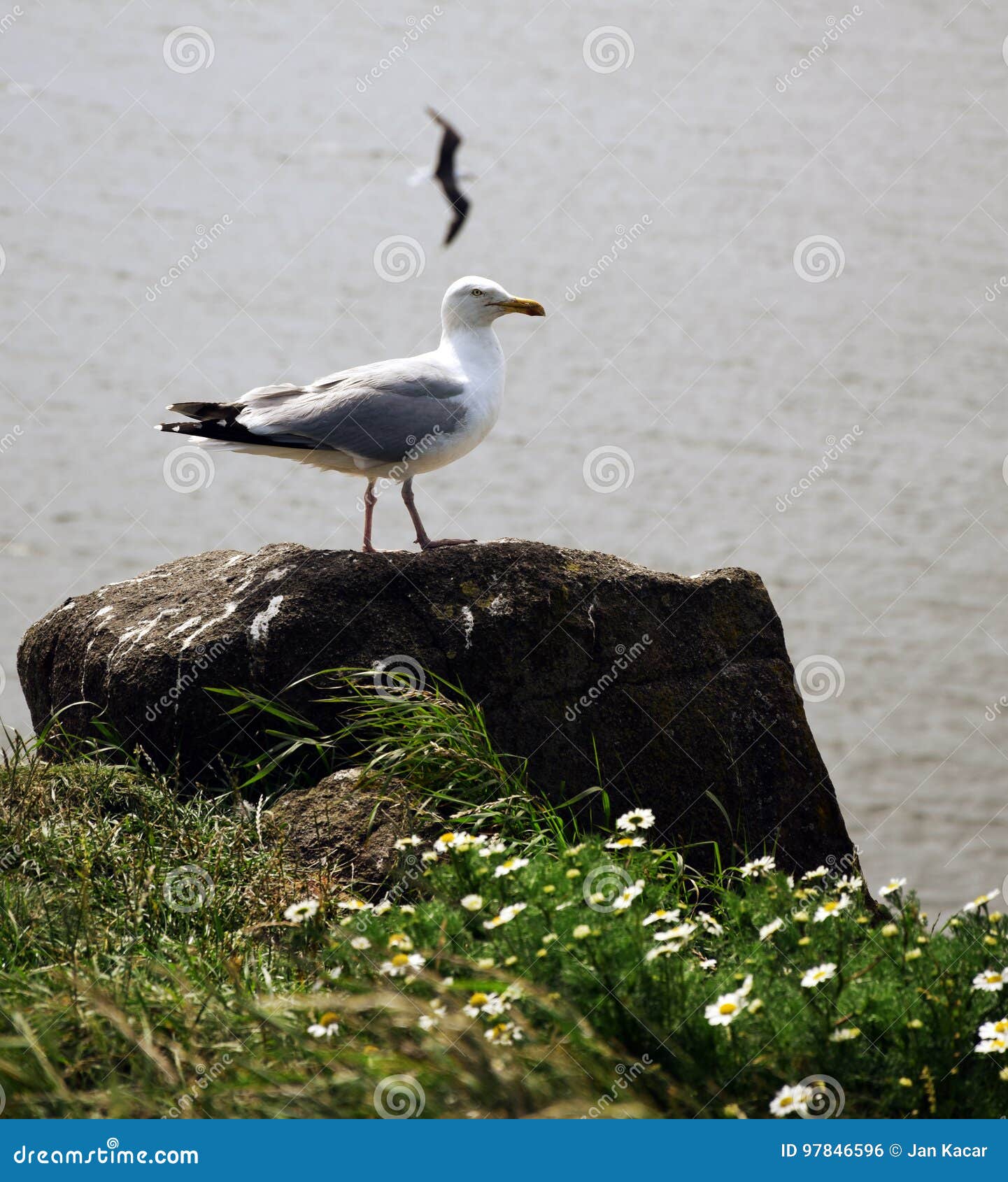 Seagulls Nesting stock photo. Image of summer, nesting - 97846596