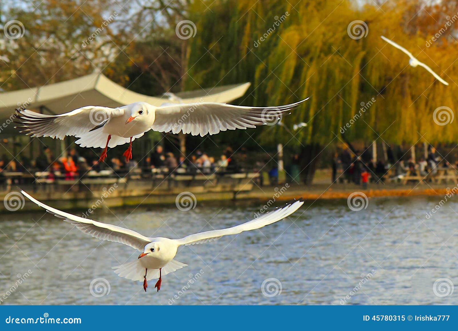 Seagulls in the Park, London Stock Image - Image of flying, bird: 45780315