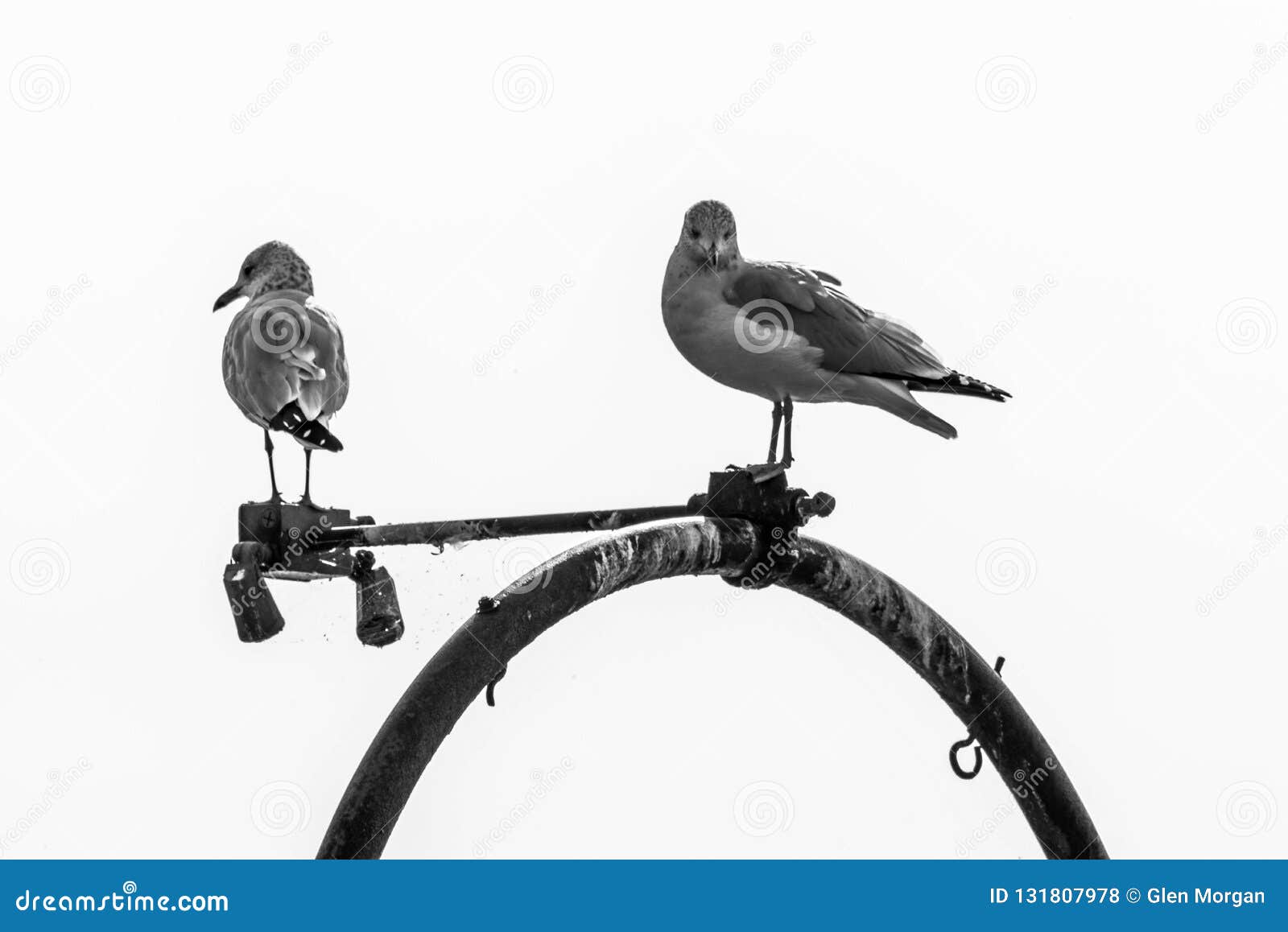 Seagulls on perch stock photo. Image of look, looking - 131807978