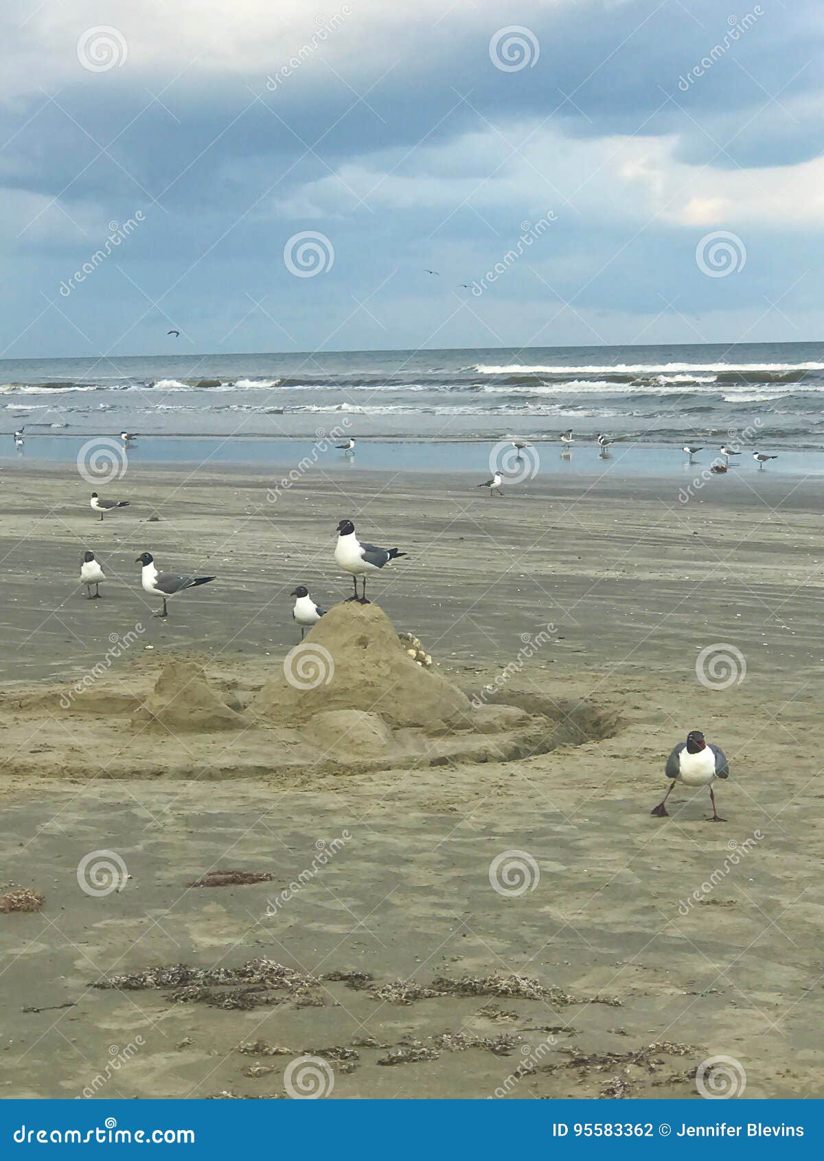 Seagulls Perched on a Sand Shark Stock Photo - Image of black, white ...