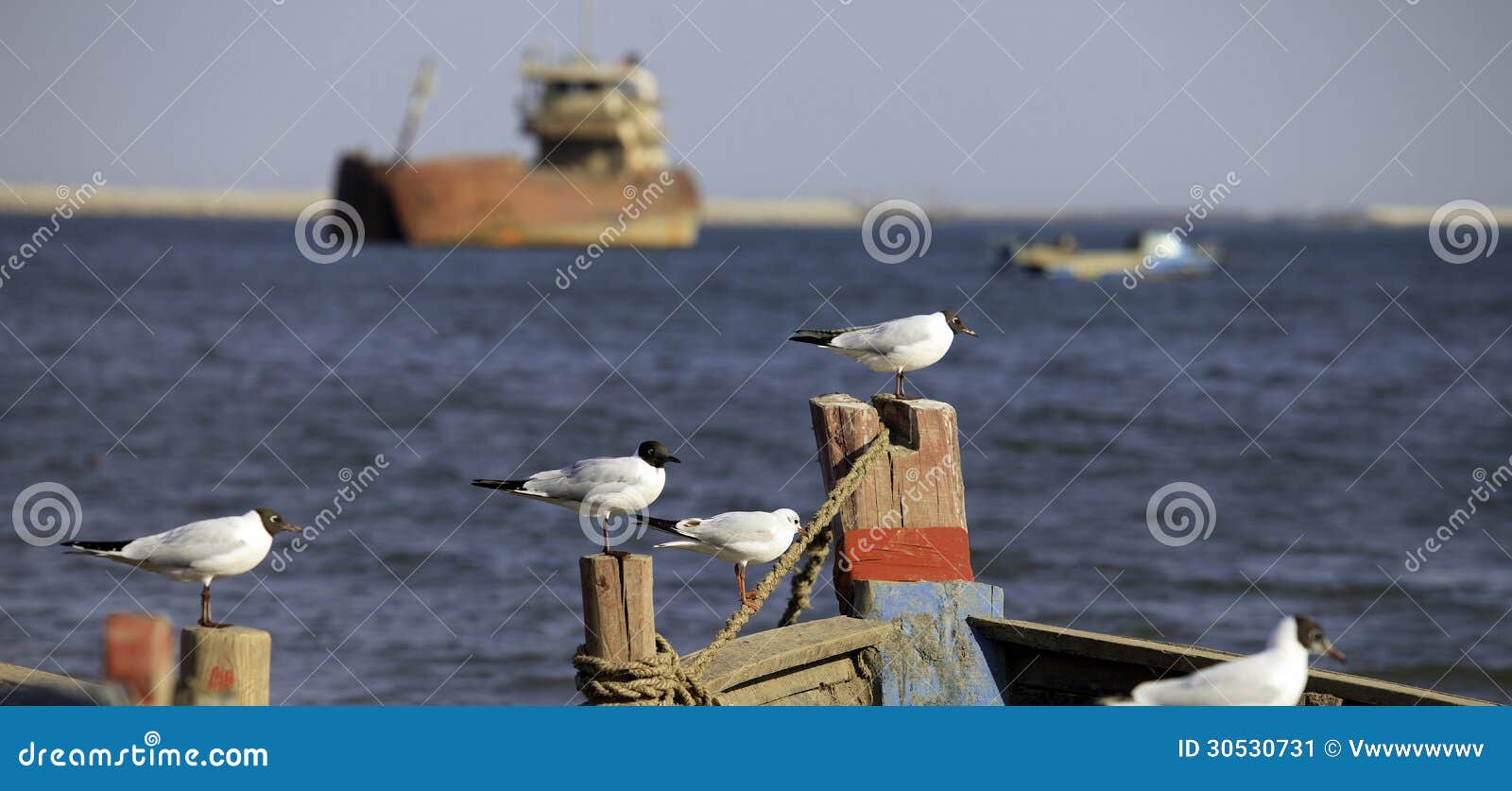 Seagulls perching stock image. Image of perching, gull - 30530731