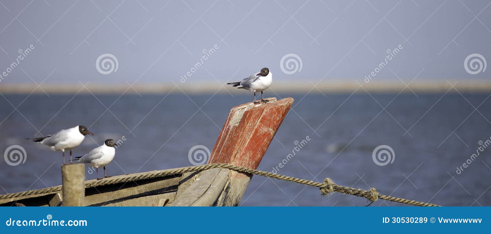 Seagulls perching stock image. Image of stand, perching - 30530289