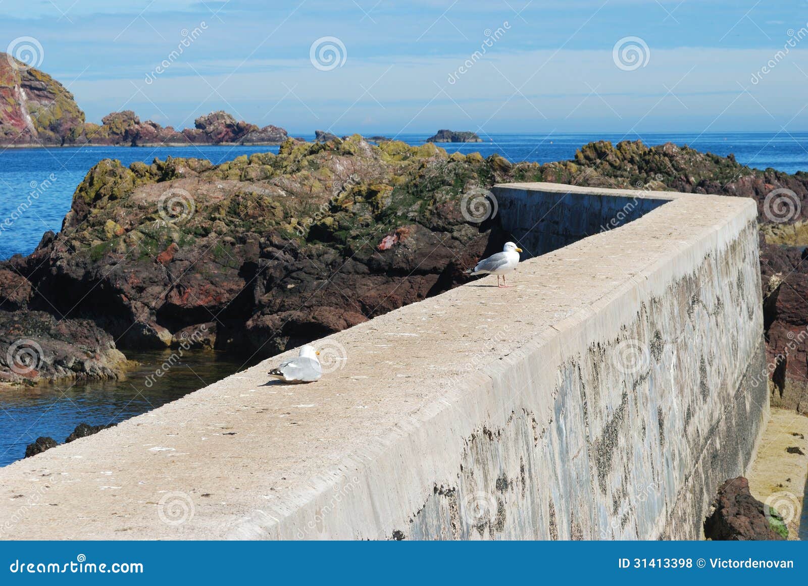 Seagulls on Pier Wall and Rocks at St. Abbs, Berwickshire Stock Photo ...