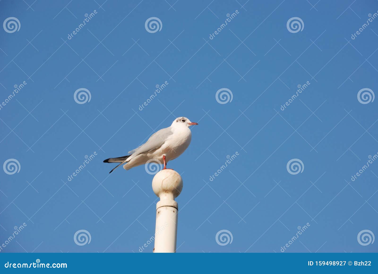 Seagulls on a pole stock image. Image of seagull, perch - 159498927