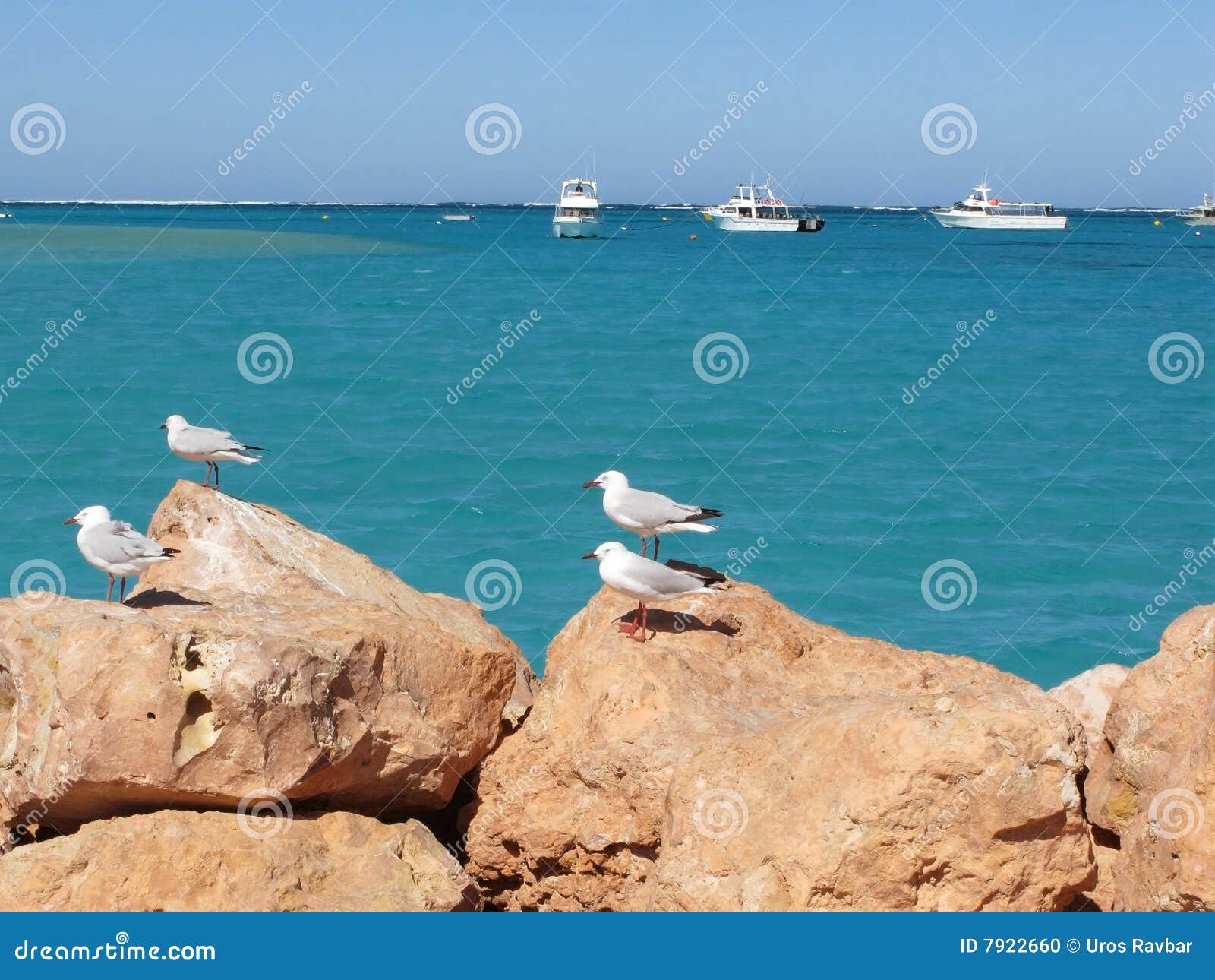 Seagulls on a rock stock photo. Image of shallow, nature - 7922660