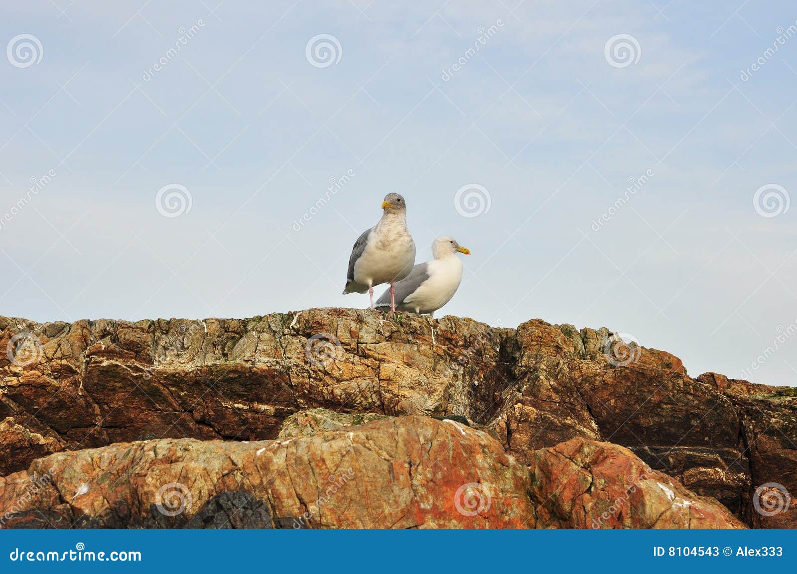 Seagulls on Rock stock image. Image of pair, formation - 8104543