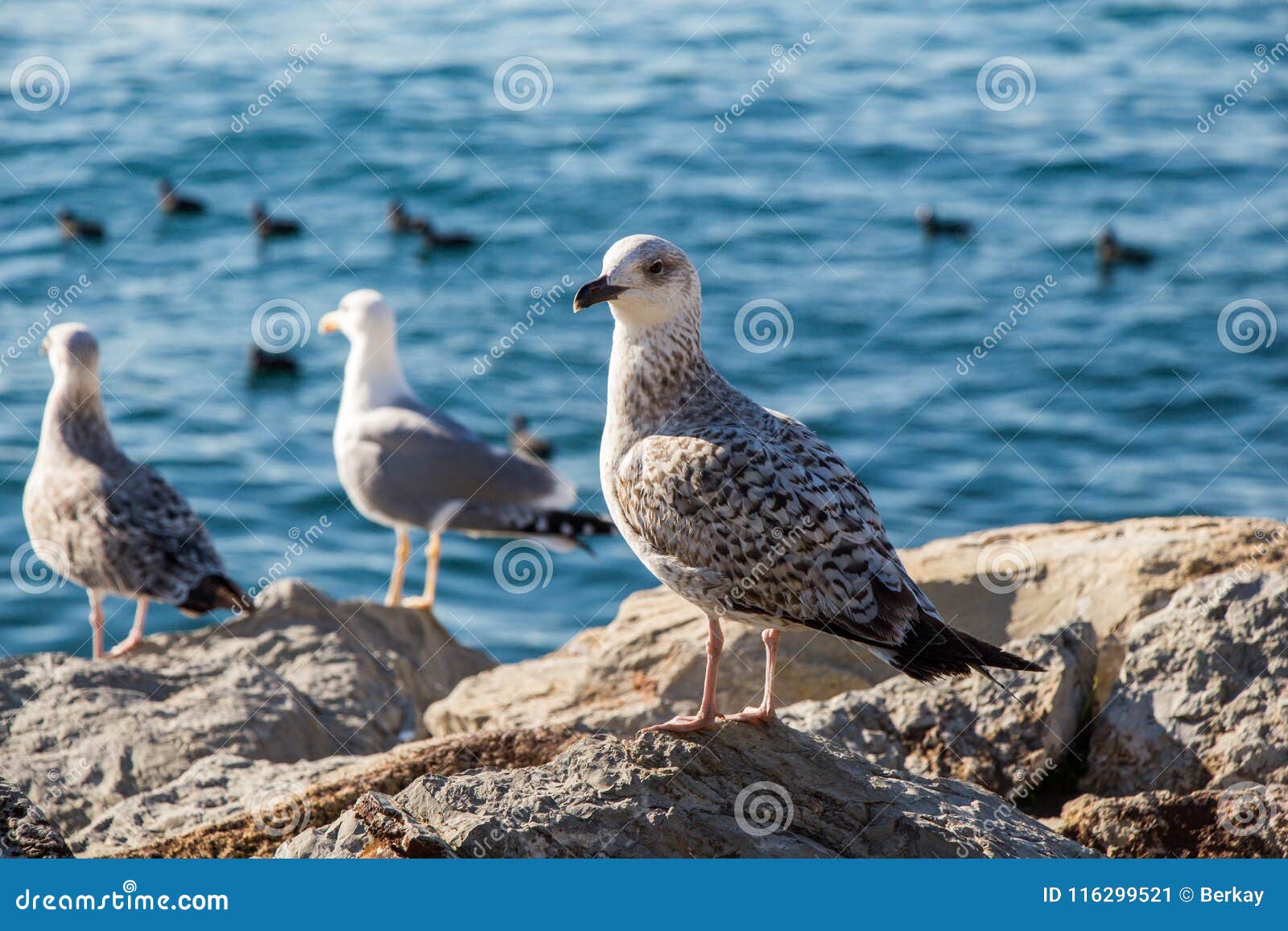 Seagulls are on the Rock by Sea Waters Stock Image - Image of soaring ...