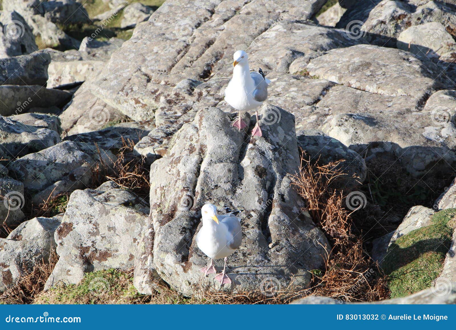 Seagulls on rocks stock photo. Image of seagull, gull - 83013032