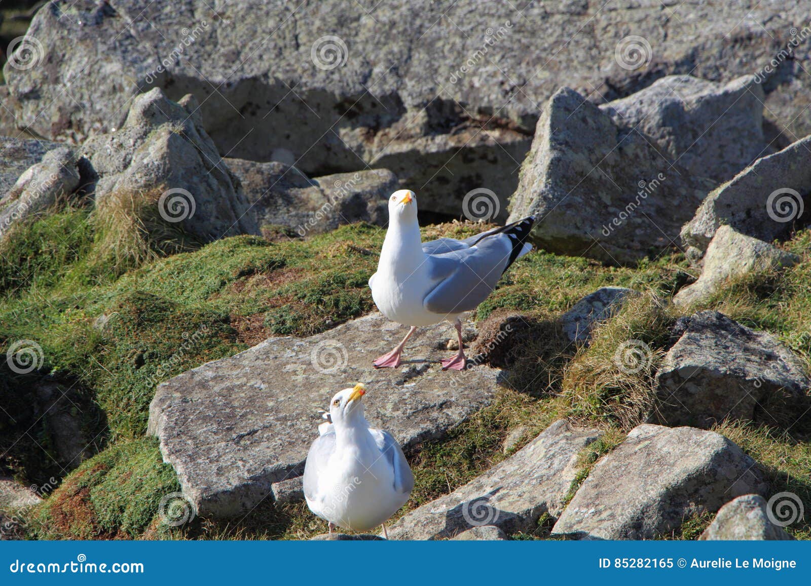 Seagulls on rocks stock image. Image of nature, feather - 85282165