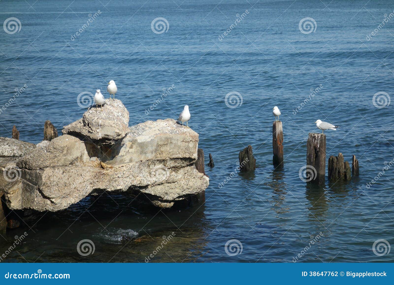 Seagulls on Rocks stock photo. Image of rocks, east, seagull - 38647762
