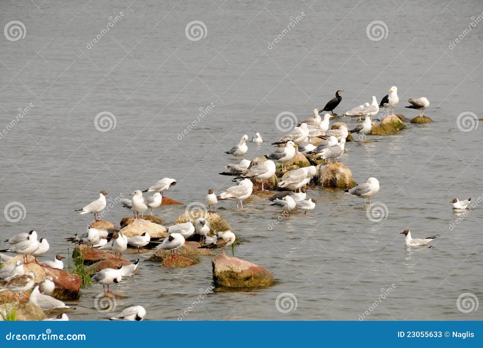 Seagulls on Rocks in the Water Stock Image - Image of unesco, nida ...