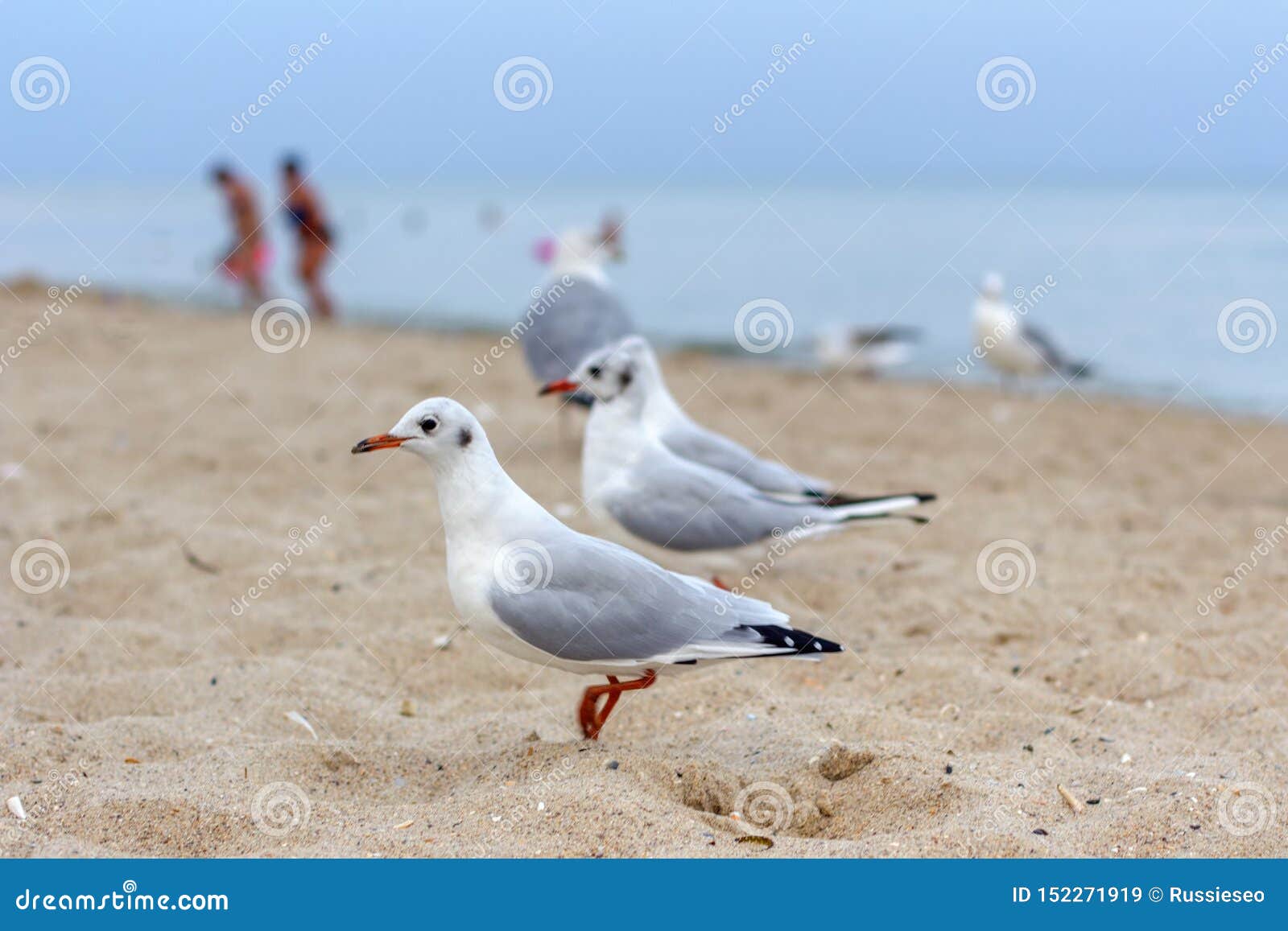 Seagulls on the beach stock image. Image of beach, ocean - 152271919