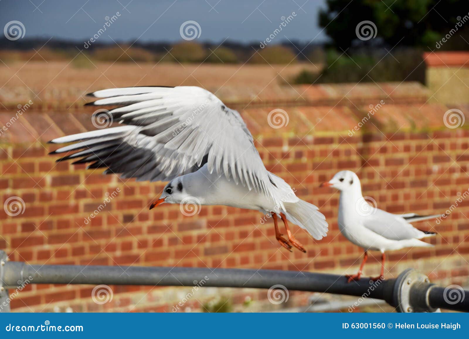 Seagulls stock photo. Image of close, perched, feathers - 63001560