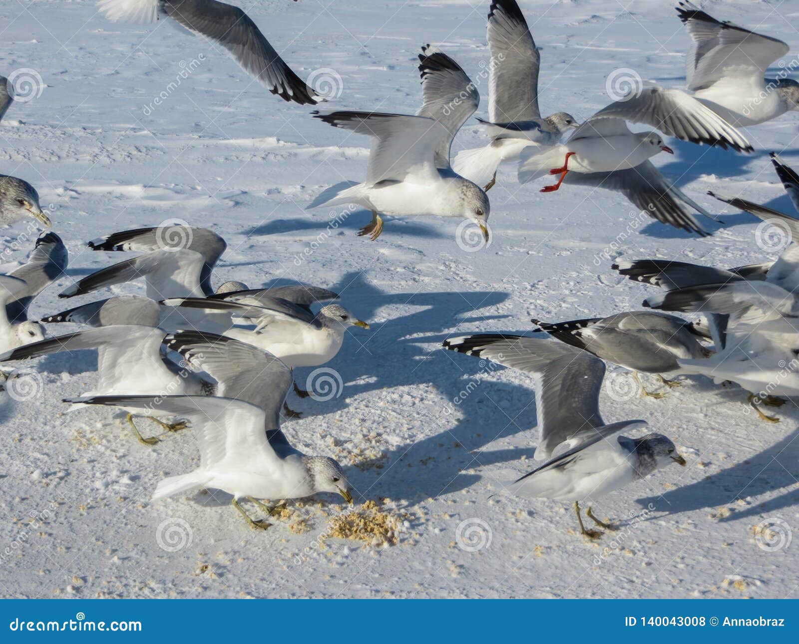 Seagulls on the Shore of the Frozen Gulf of Riga in the Winter of 2018 ...