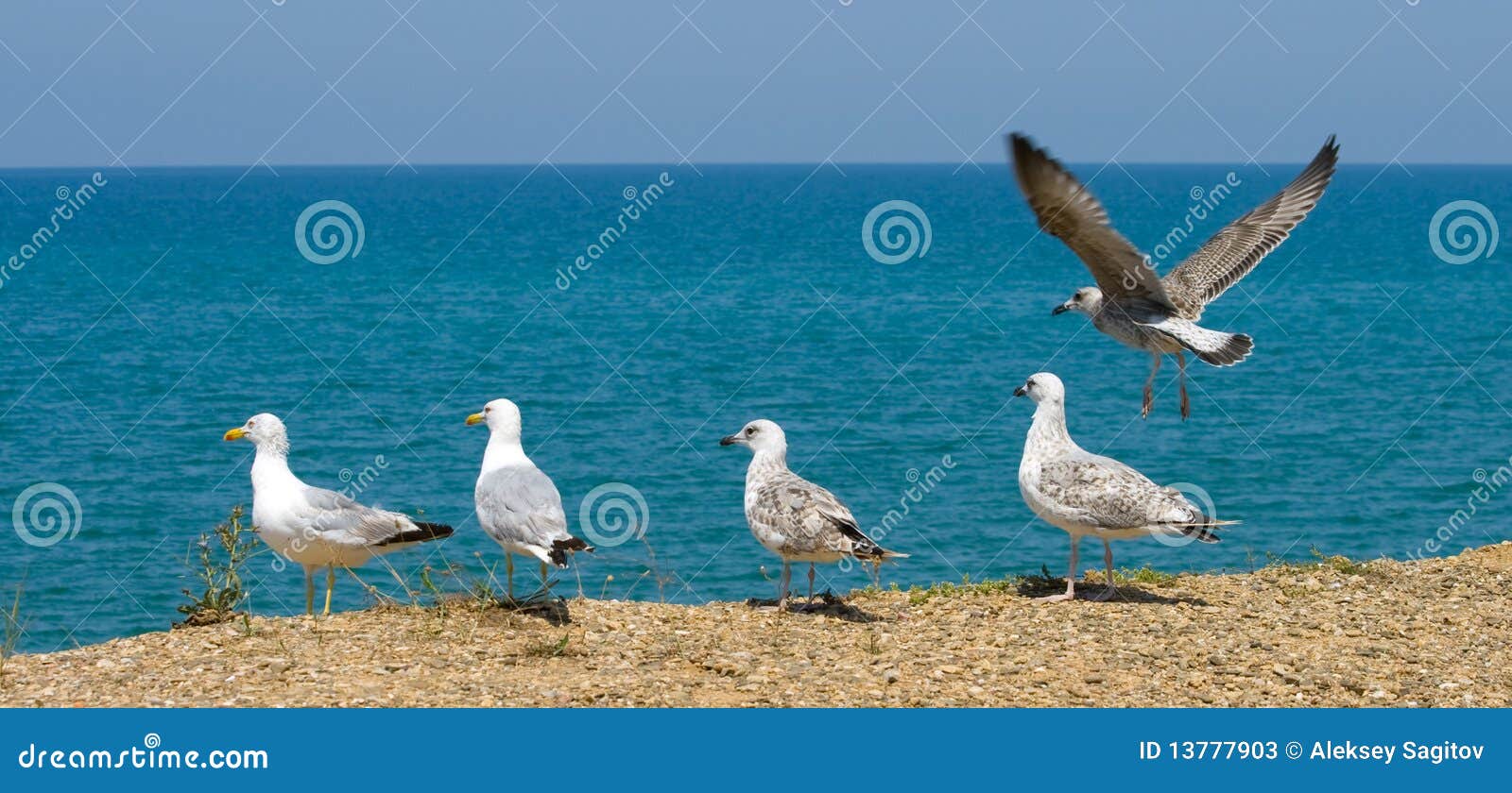Seagulls on shore sea stock image. Image of power, nature - 13777903