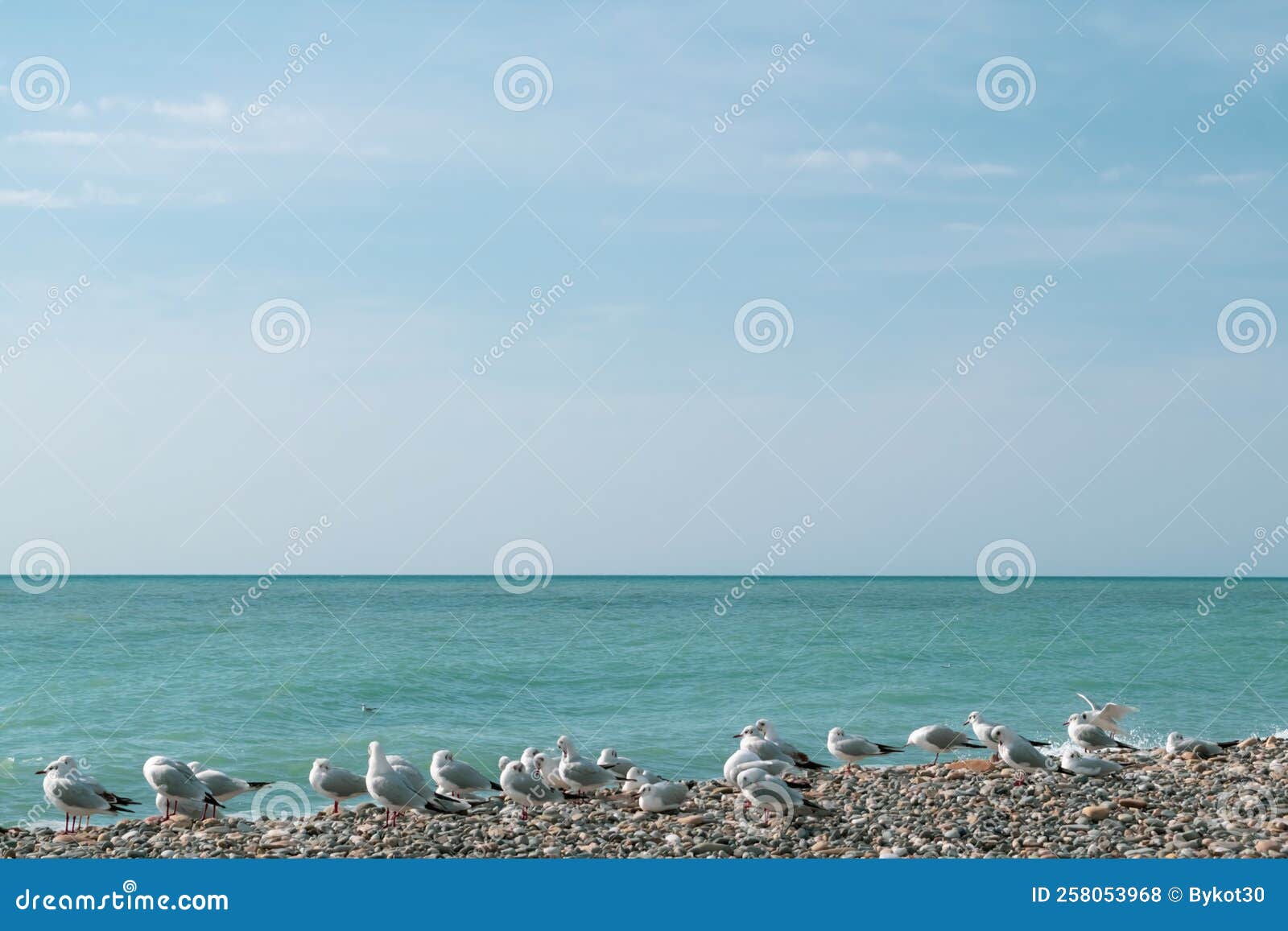 Seagulls on the Seashore. Birds in Nature. Beautiful Seascape Stock ...
