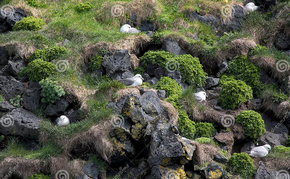 Seagulls Sitting in Their Nests in the Cliffs of Arnarstapi, Iceland ...