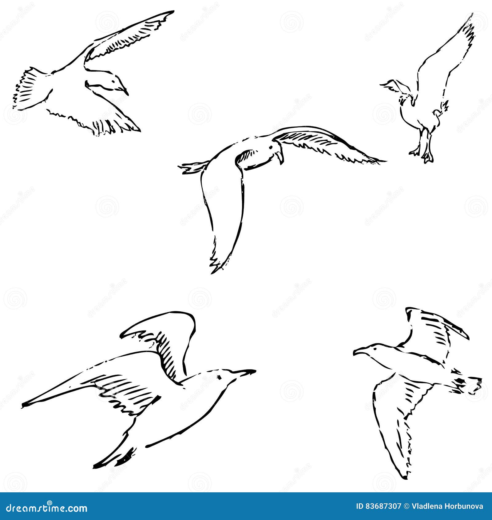 Seagulls Sketch. Pencil Drawing by Hand Stock Vector - Illustration of ...