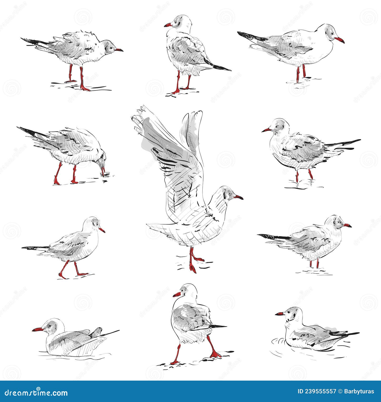 Seagulls Sketch. Pencil Drawing By Hand. Vector | CartoonDealer.com ...