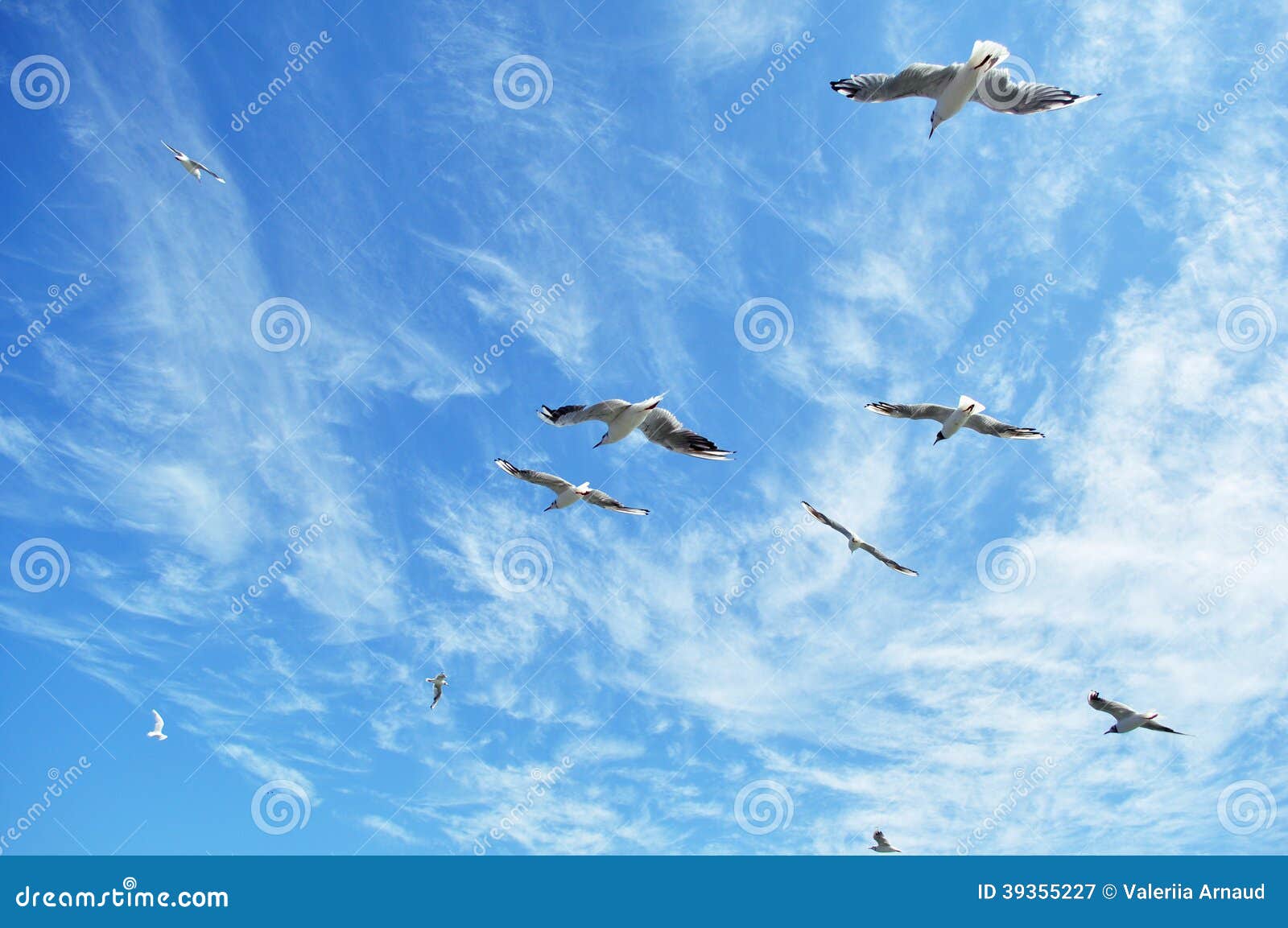 Seagulls in the sky stock image. Image of freedom, white - 39355227