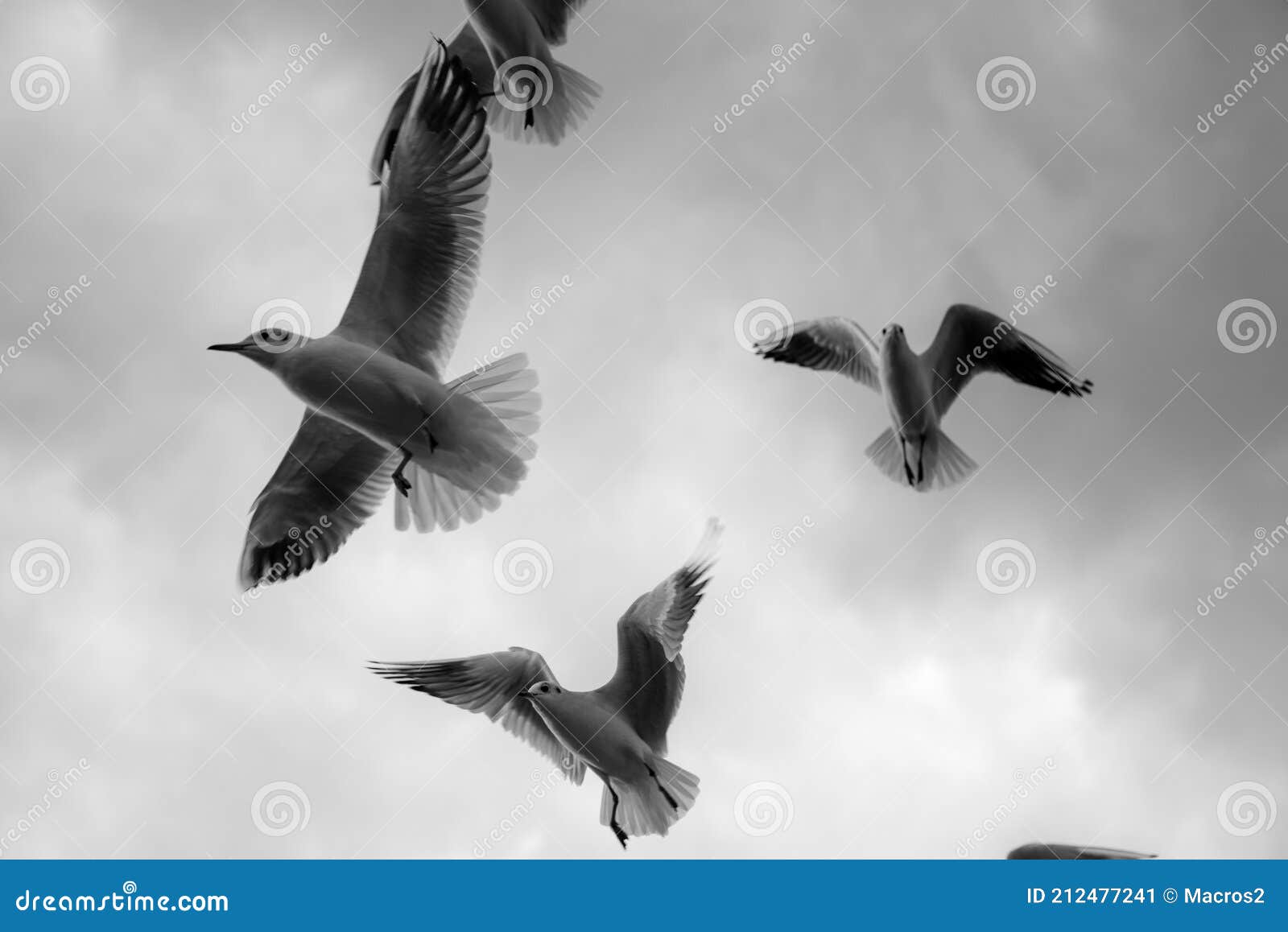 Seagulls in the Sky Many Seagulls and One Seagull in Beautiful Light at ...