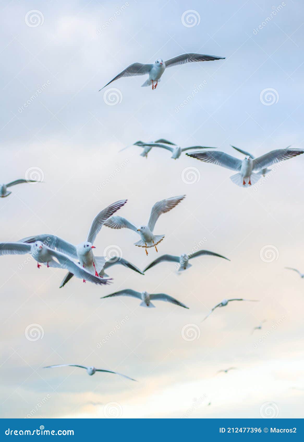 Seagulls in the Sky Many Seagulls and One Seagull in Beautiful Light at ...