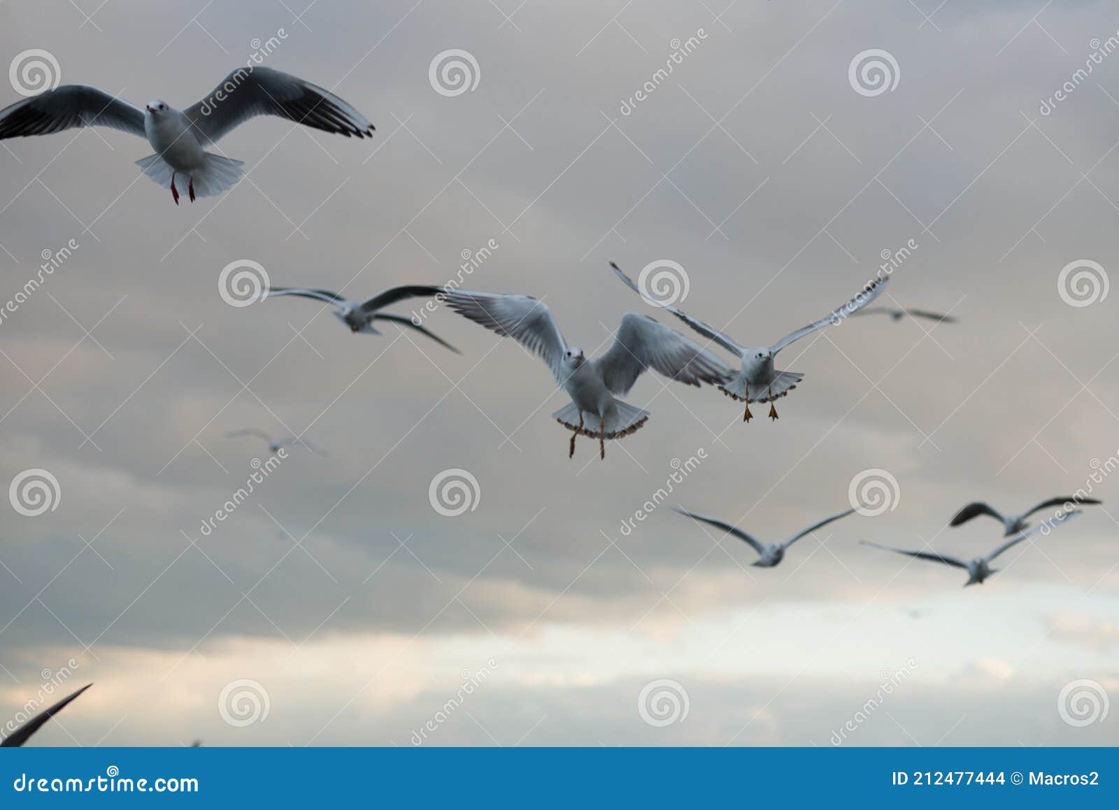 Seagulls in the Sky Many Seagulls and One Seagull in Beautiful Light at ...