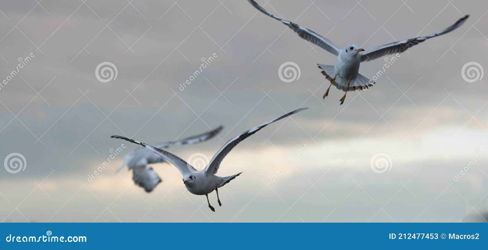 Seagulls in the Sky Many Seagulls and One Seagull in Beautiful Light at ...