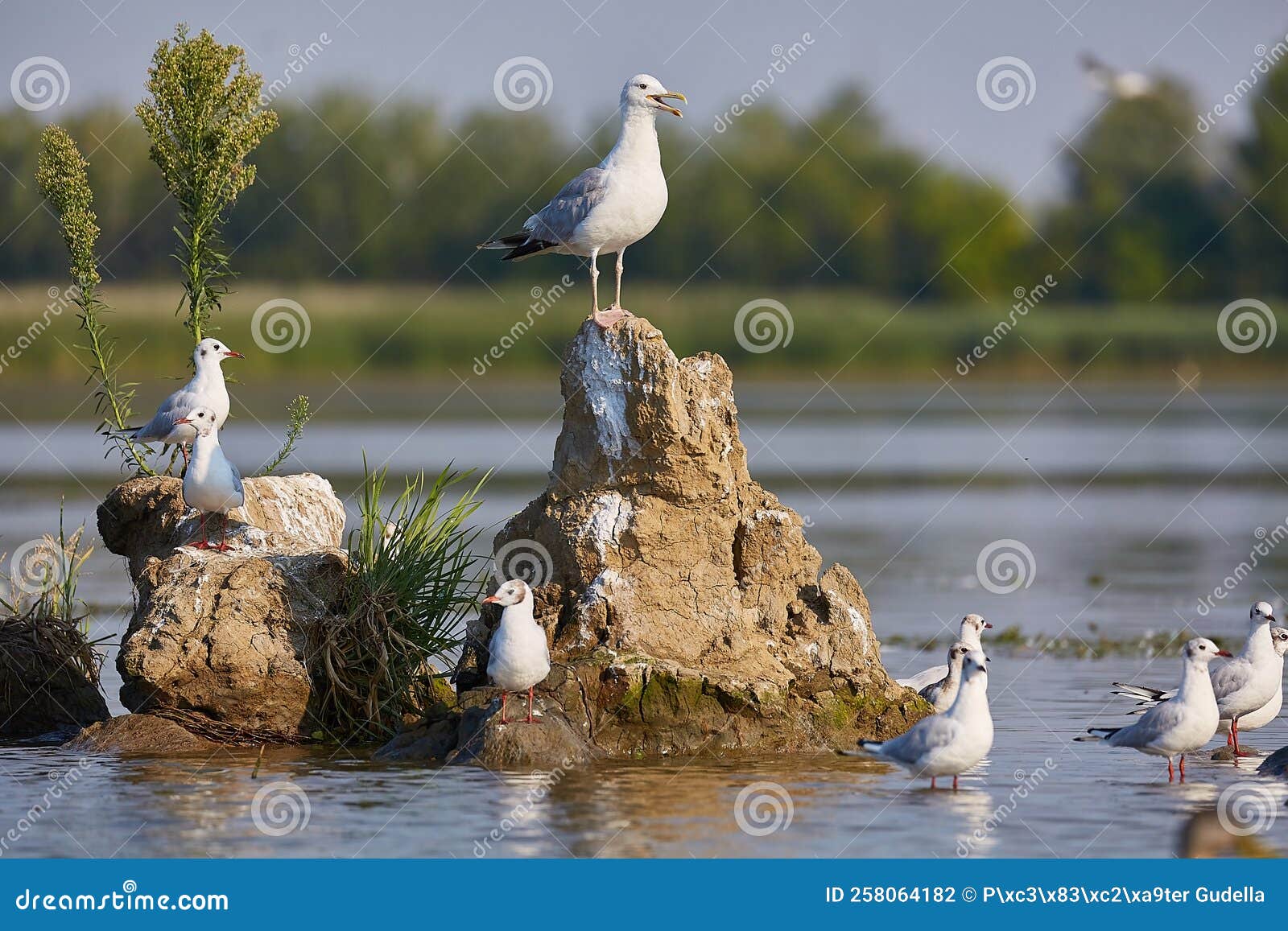 Seagulls on a Small Island in a Lkae Stock Photo - Image of beach, wilderness: 258064182