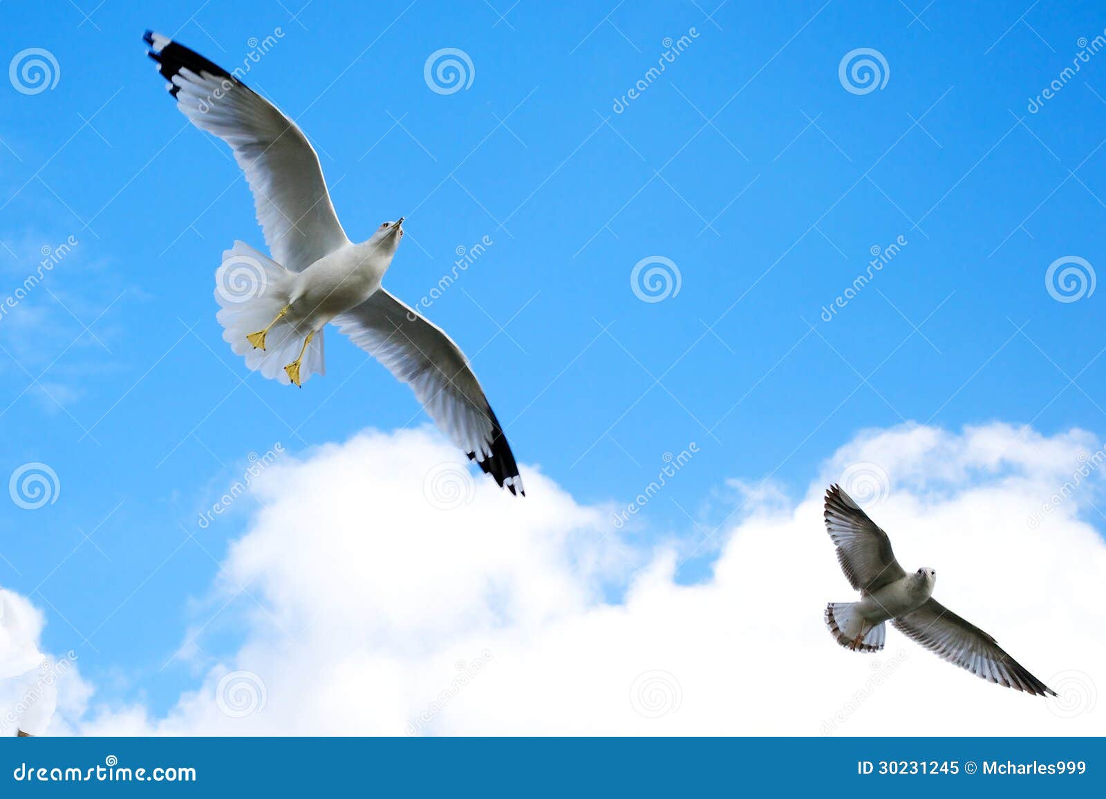 Soaring Seagulls stock image. Image of aquatic, glide - 30231245