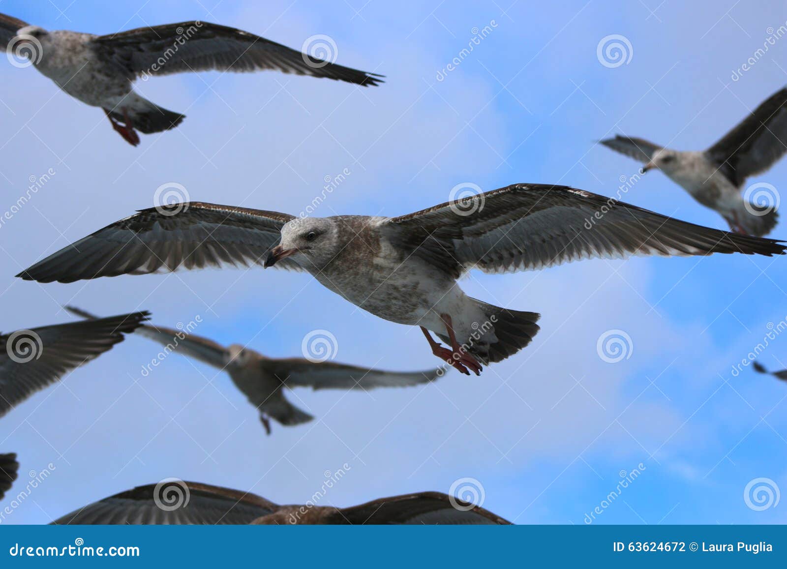 Seagulls soaring stock photo. Image of juveniles, flight - 63624672