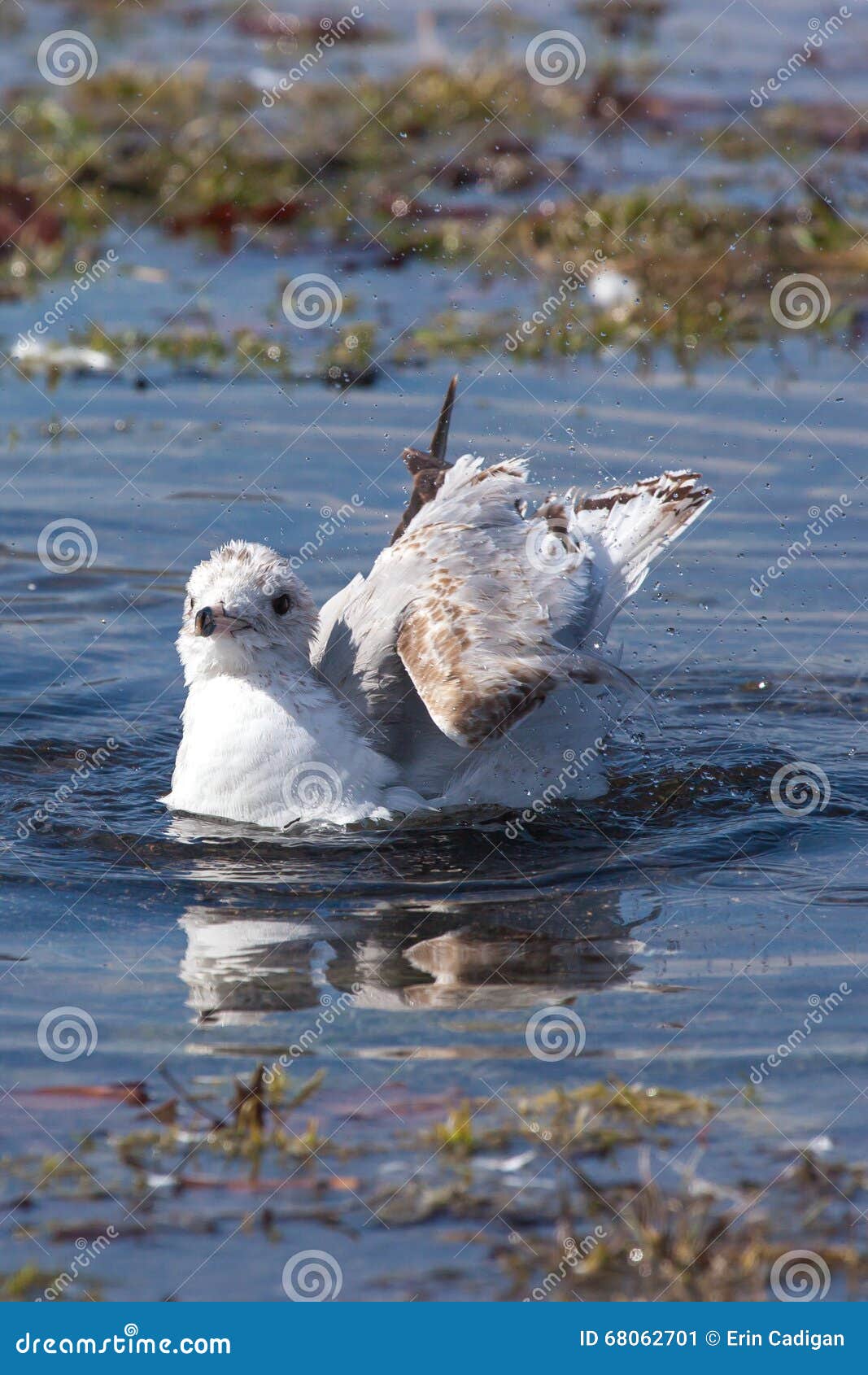 Seagulls Splashing in Puddles Stock Image - Image of vertical, water: 68062701