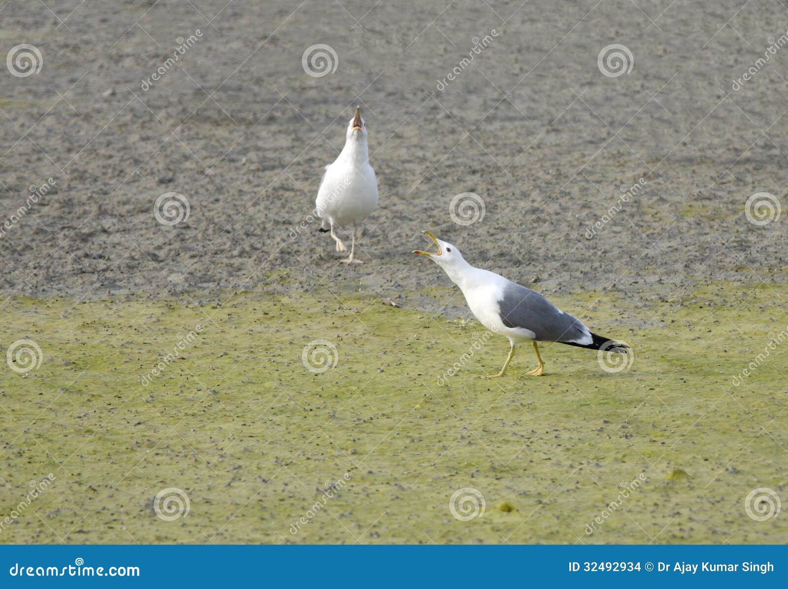Seagulls squawking stock photo. Image of creature, wing - 32492934