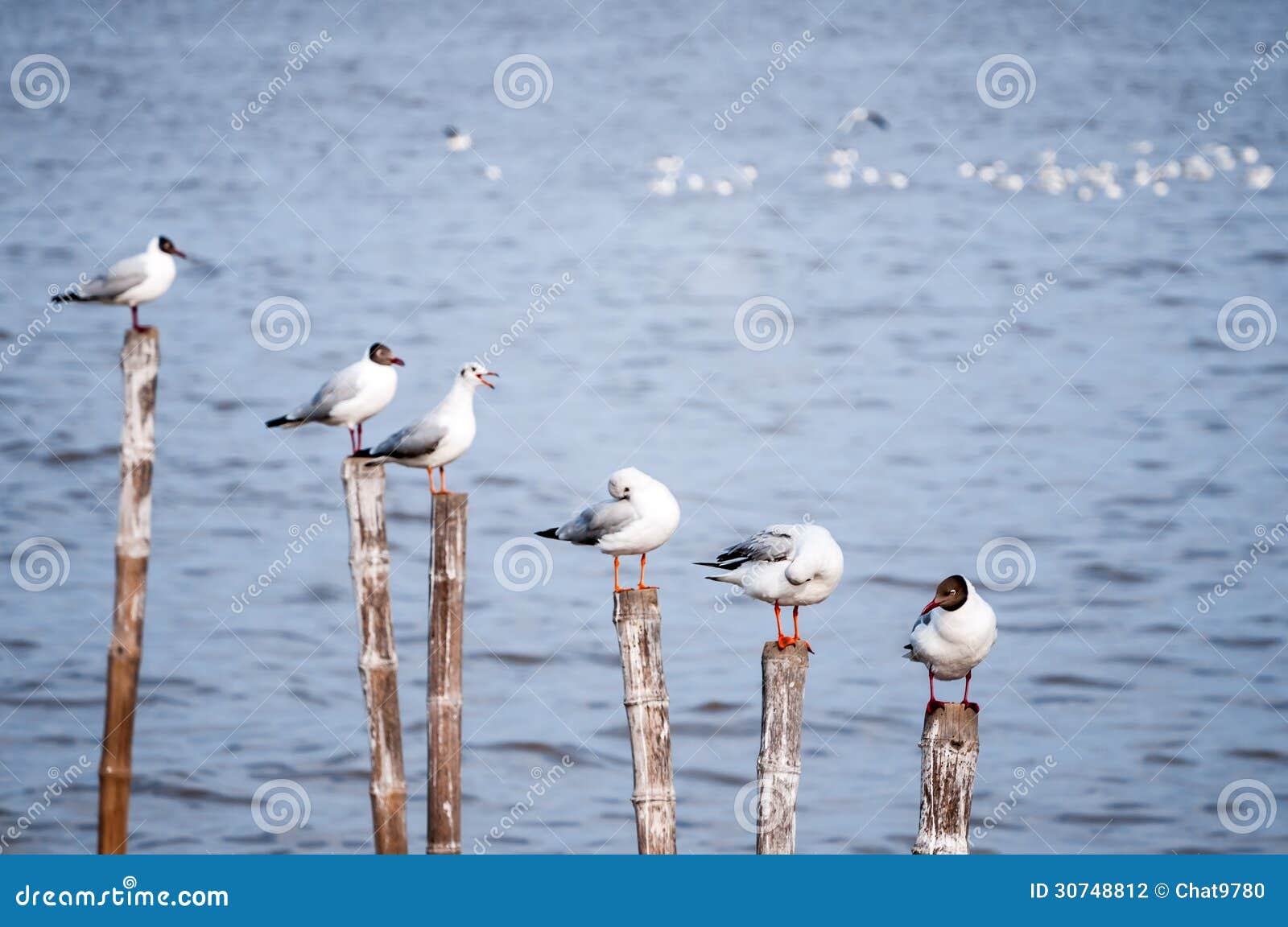 Seagulls Standing on Bamboo Sticks Stock Photo - Image of seagull, bird ...