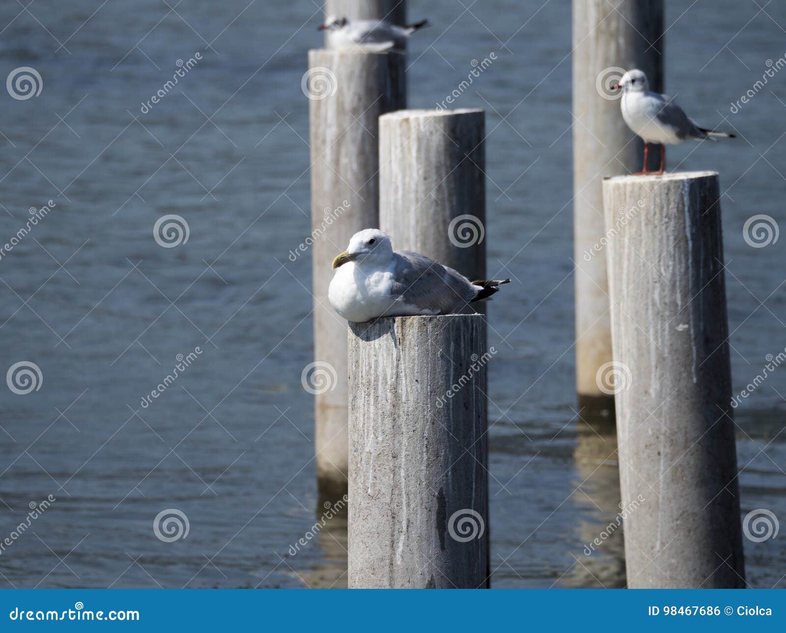 Seagulls standing on posts stock photo. Image of post - 98467686