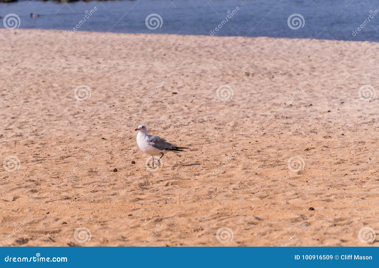 Seagulls Standing Running stock image. Image of couple - 100916509