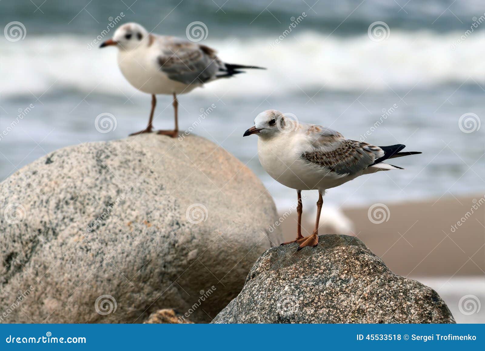 Seagulls on the stones stock photo. Image of sitting - 45533518