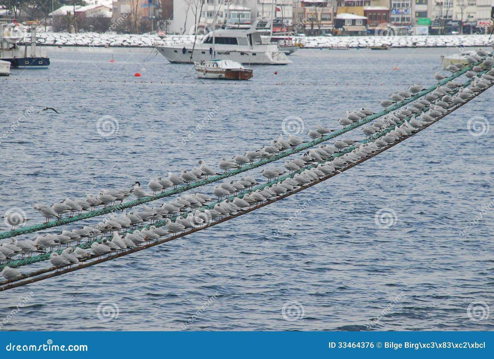 Seagulls on a string stock photo. Image of gull, marina - 33464376
