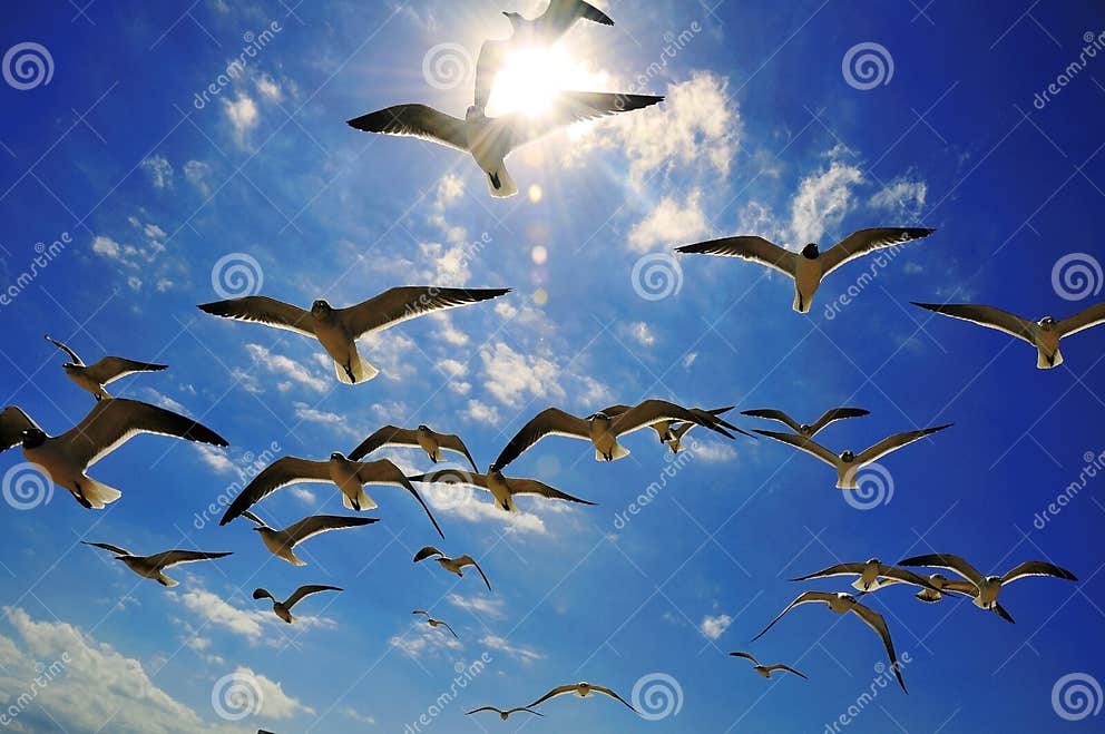 Gliding Flock of Seagulls and Sunlight Stock Image - Image of life ...