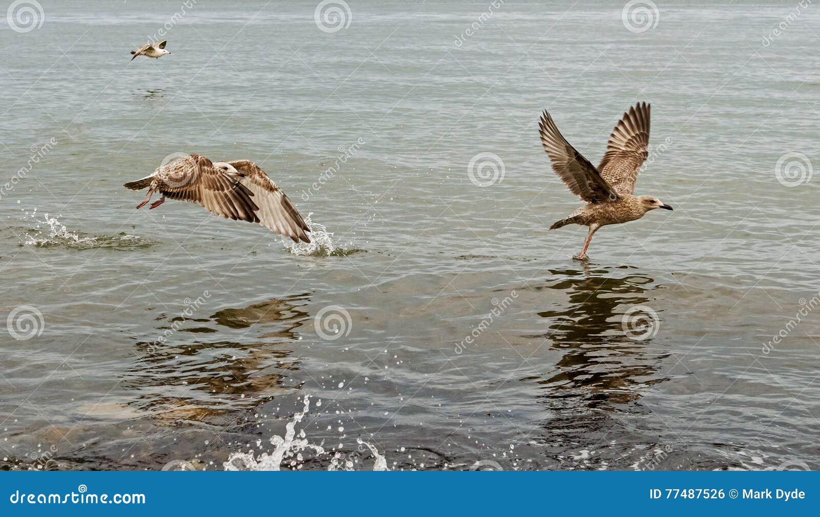 Seagulls Taking Flight stock photo. Image of taking, gull - 77487526
