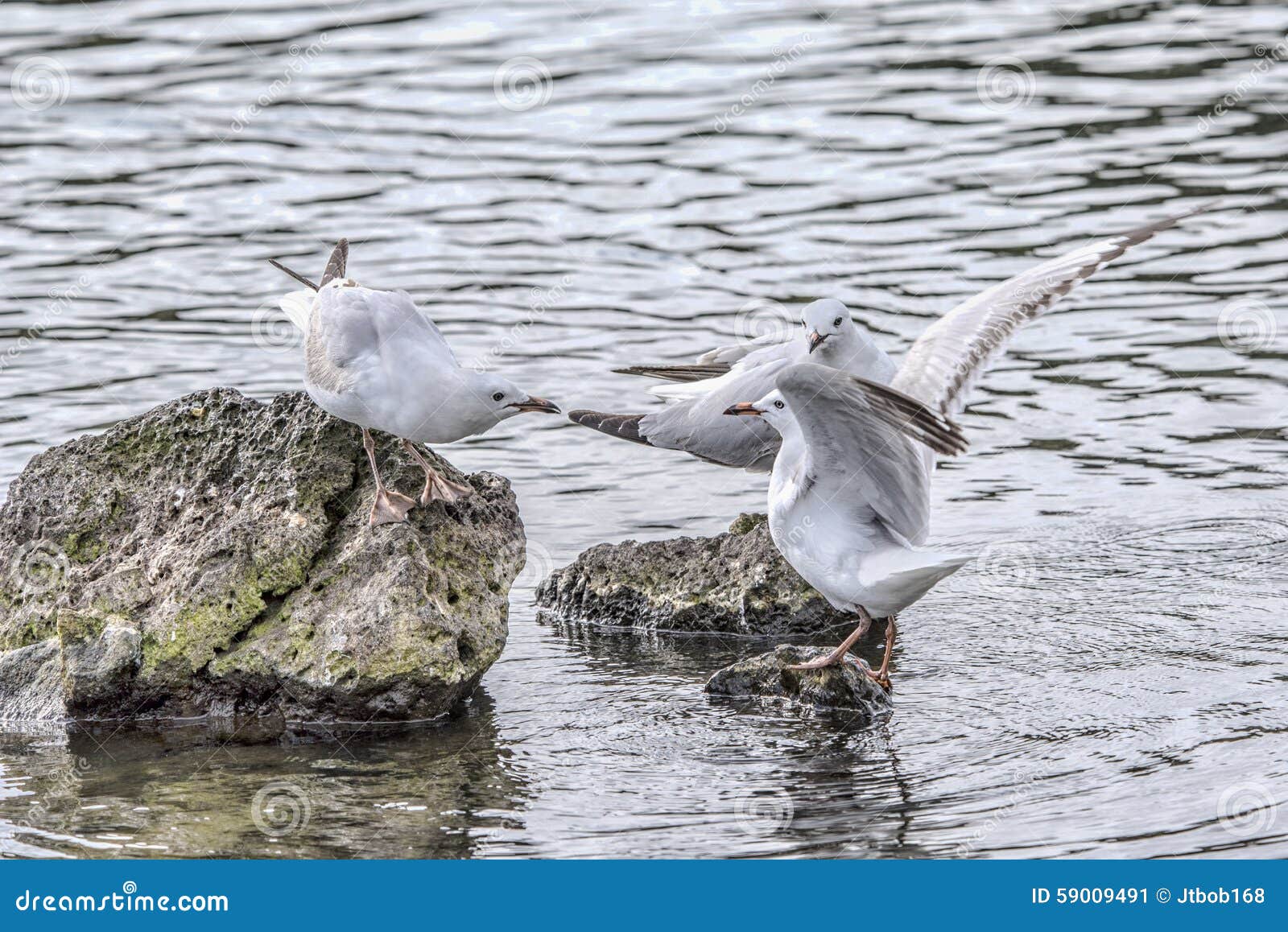 Seagulls stock image. Image of gull, communication, bird - 59009491