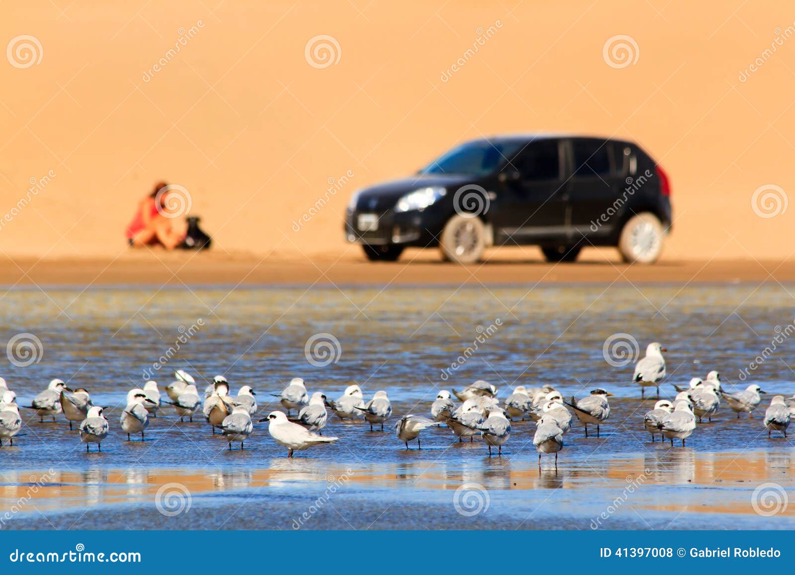 Seagulls stock photo. Image of lifestyle, chair, healthy - 41397008